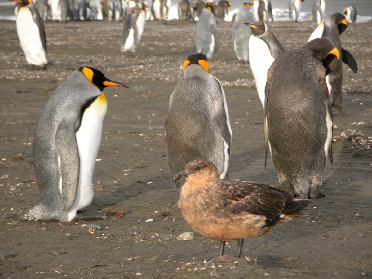 eBird Québec Checklist - 22 Dec 2007 - Cap Ratmanoff - 3 species