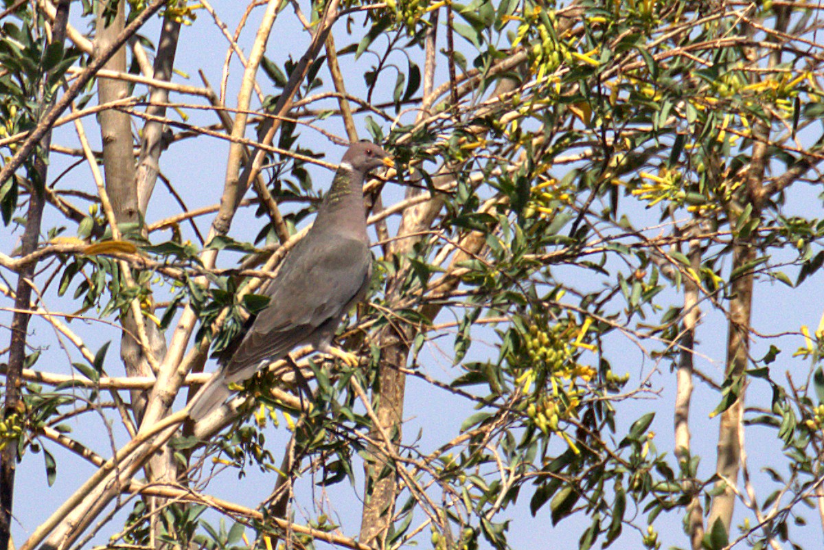 eBird Checklist - 20 May 2021 - Angeles NF--Bear Divide - 53 species ...