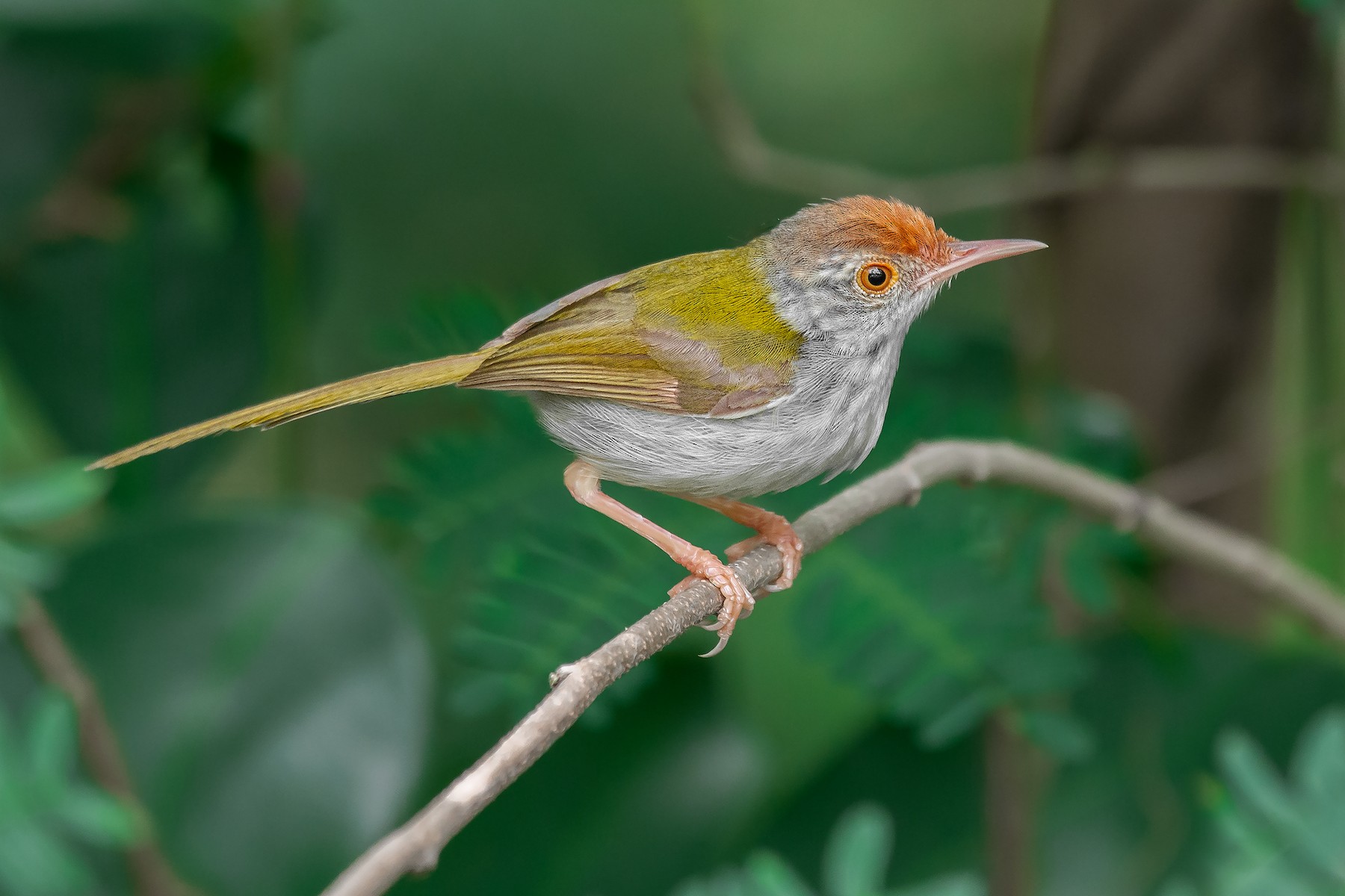 Common Tailorbird - eBird