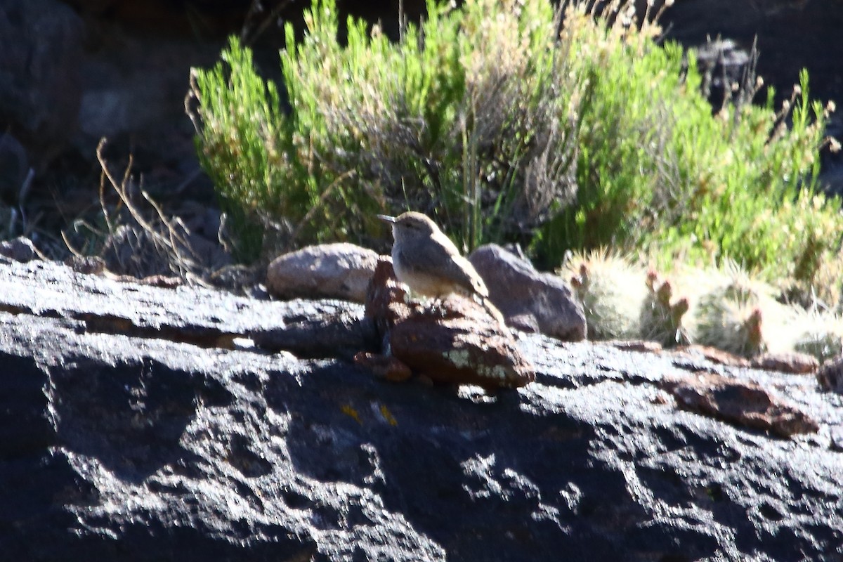 eBird Checklist - 24 May 2021 - Hot Creek SWA - 23 species