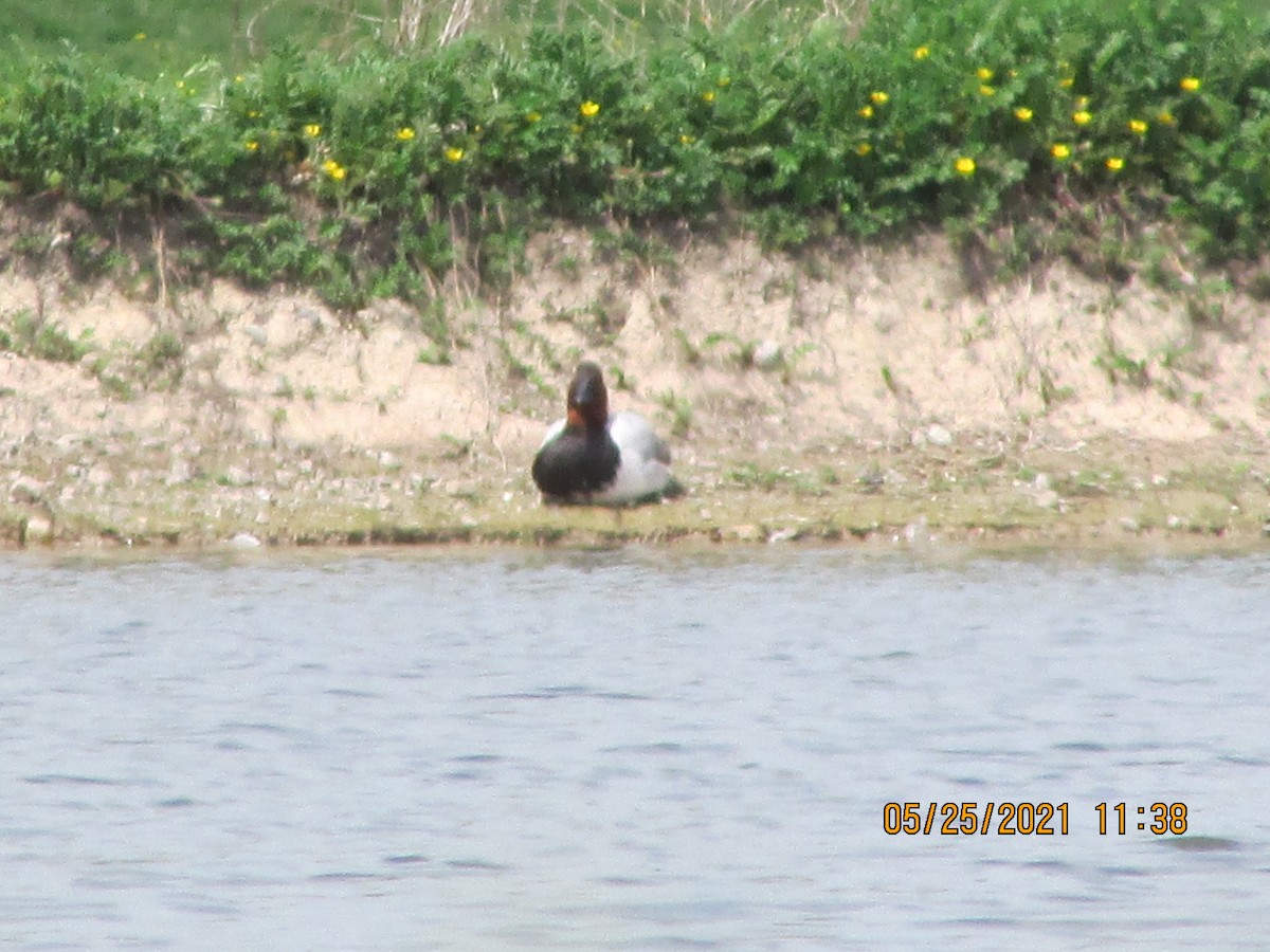 eBird Checklist - 25 May 2021 - 48703, Au Gres US-MI (44.0354,-83.6975 ...