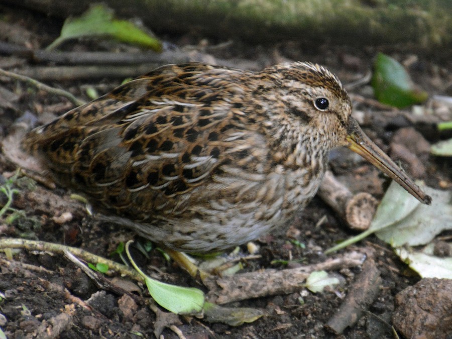 Chatham Islands Snipe - eBird