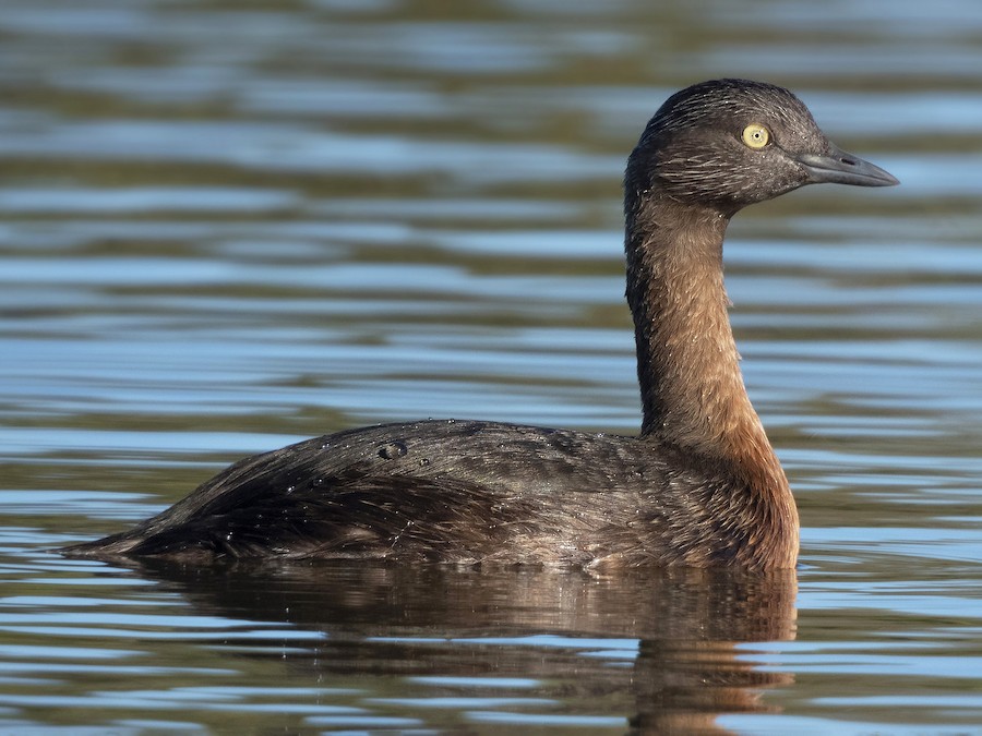 New Zealand Dabchick - eBird