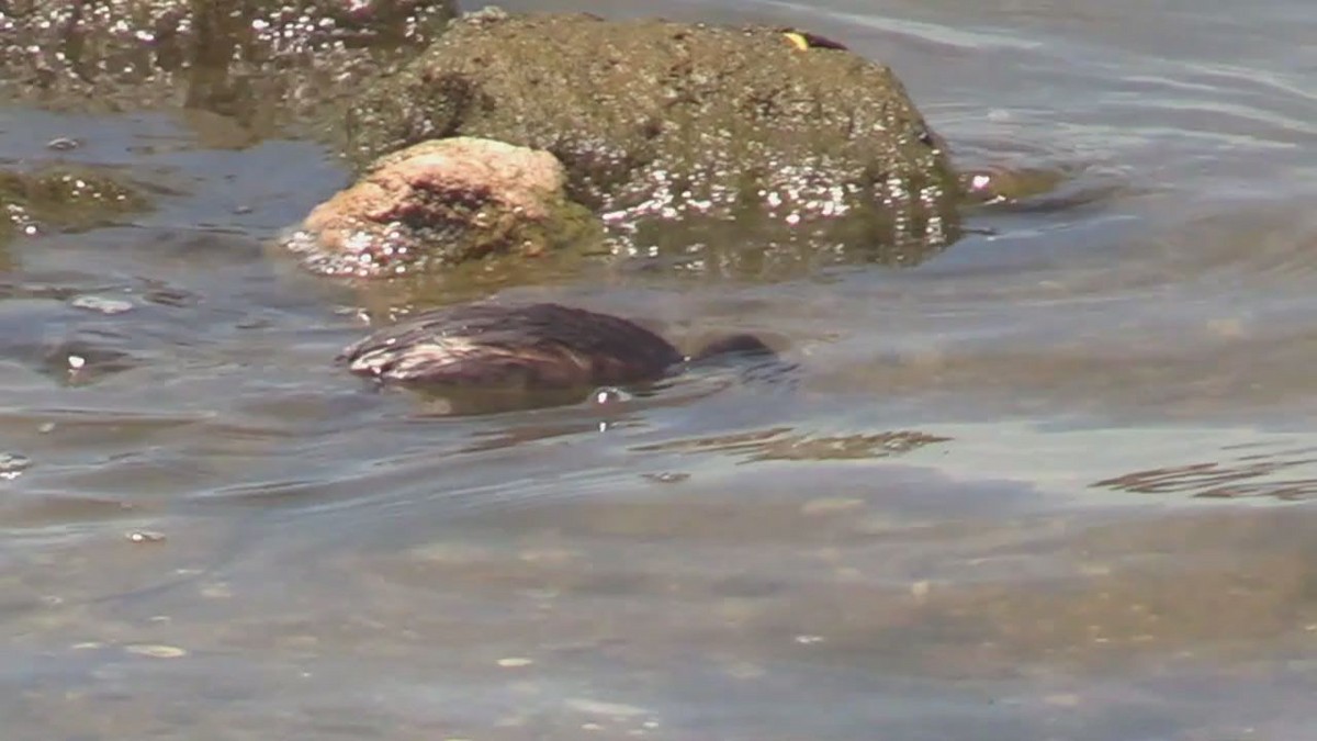 eBird Checklist - 25 May 2021 - Frank G. Bonelli RP/Puddingstone ...