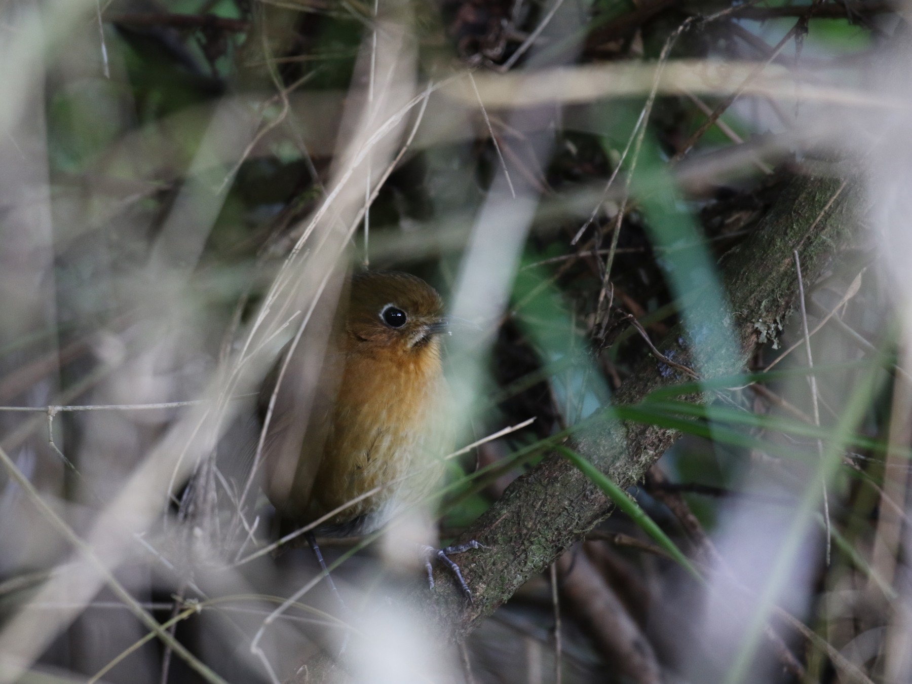 Sierra Nevada Antpitta - eBird