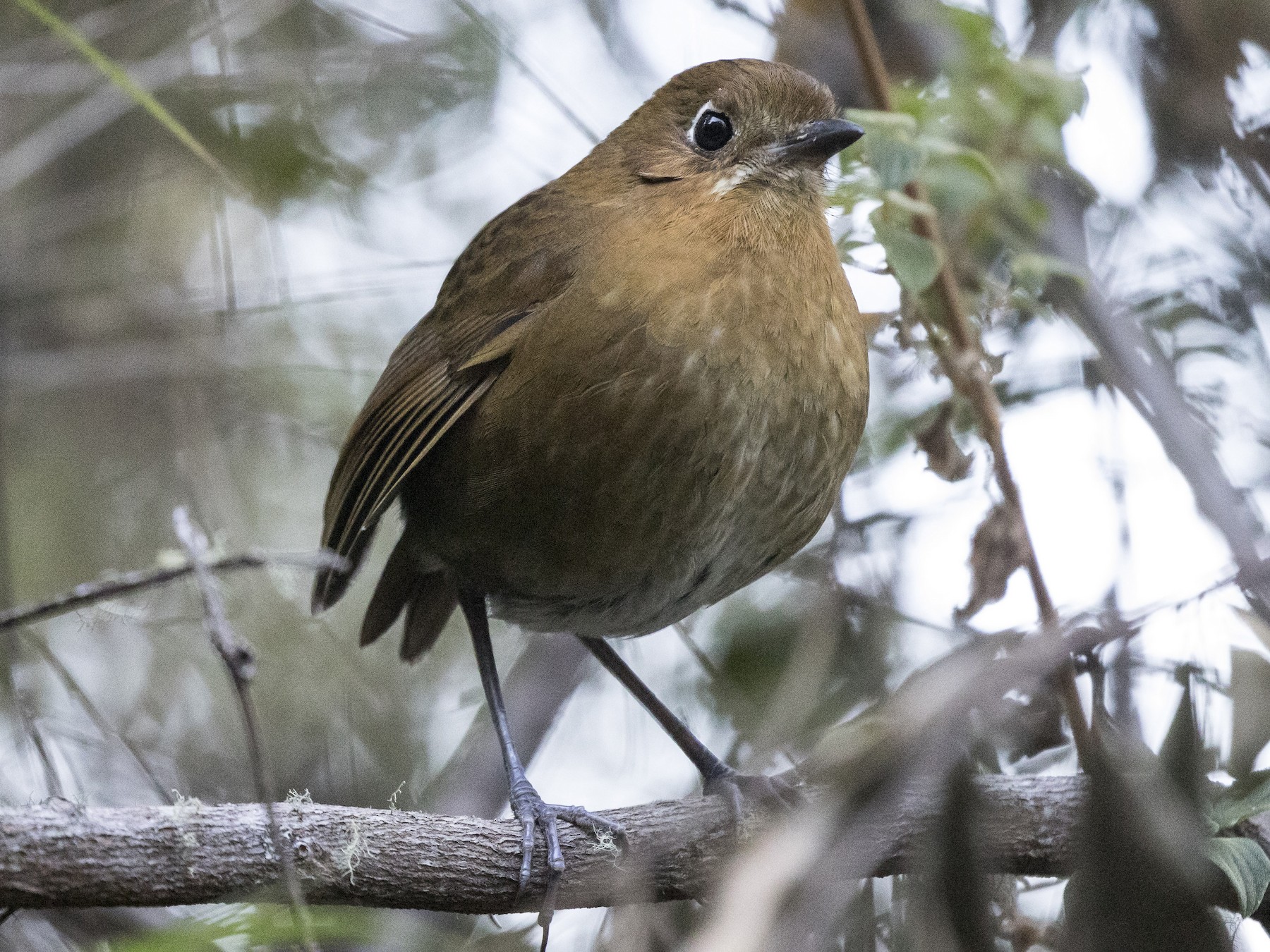 Sierra Nevada Antpitta - eBird