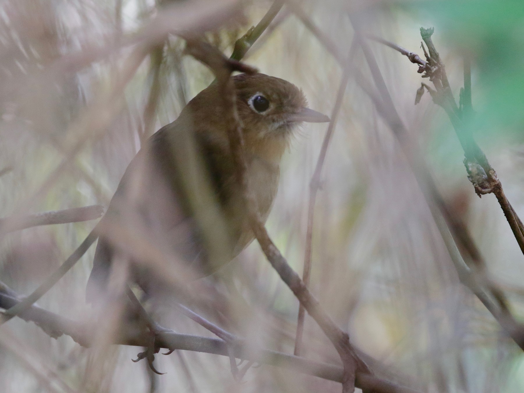 Perija Antpitta - eBird