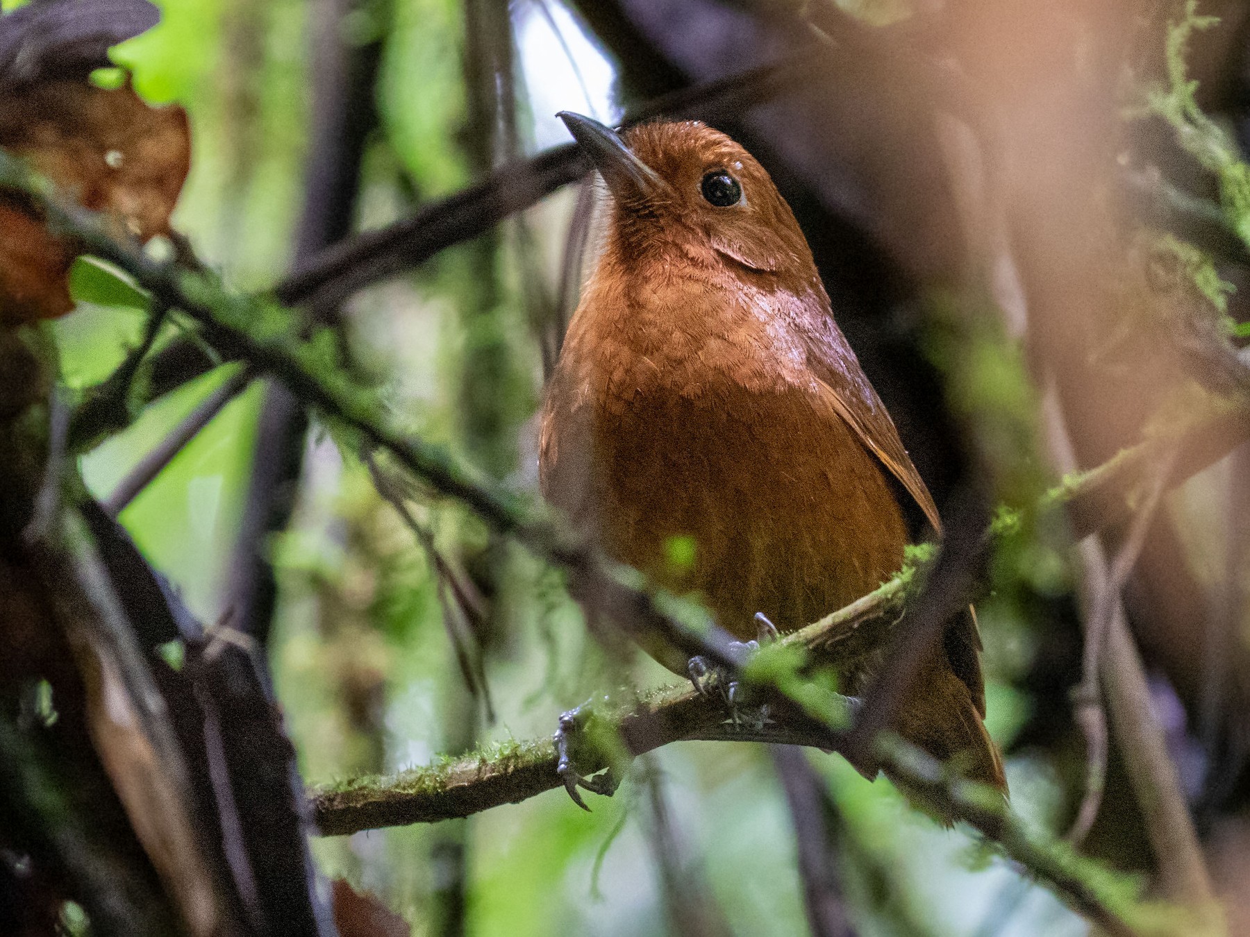 Oxapampa Antpitta - eBird
