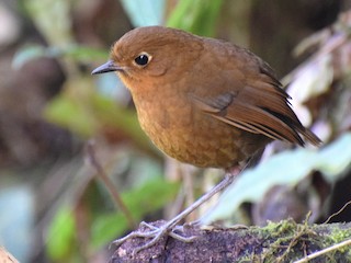 Urubamba Antpitta - eBird