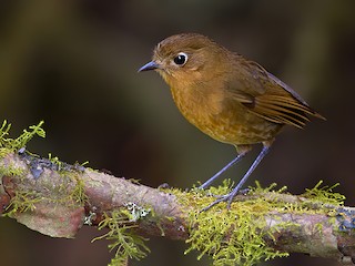 Bolivian Antpitta - eBird
