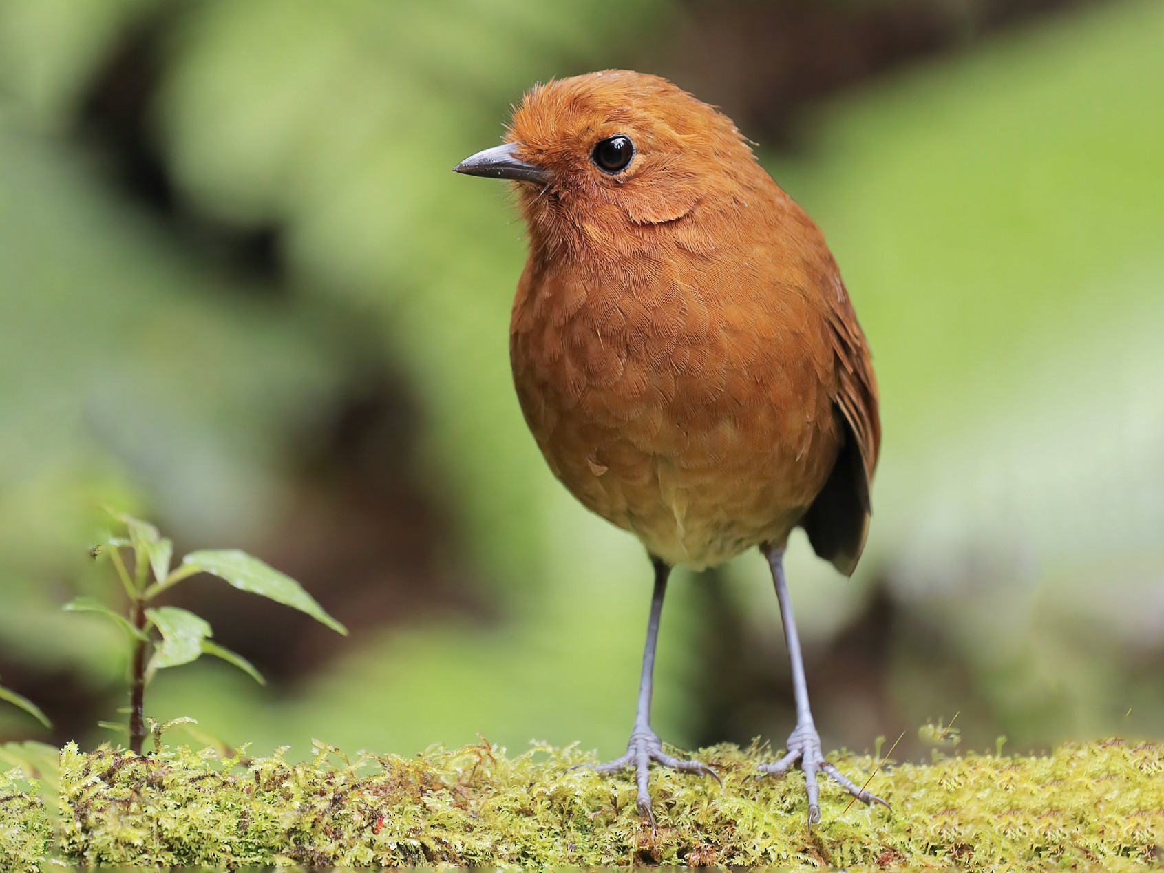 Chami Antpitta - eBird