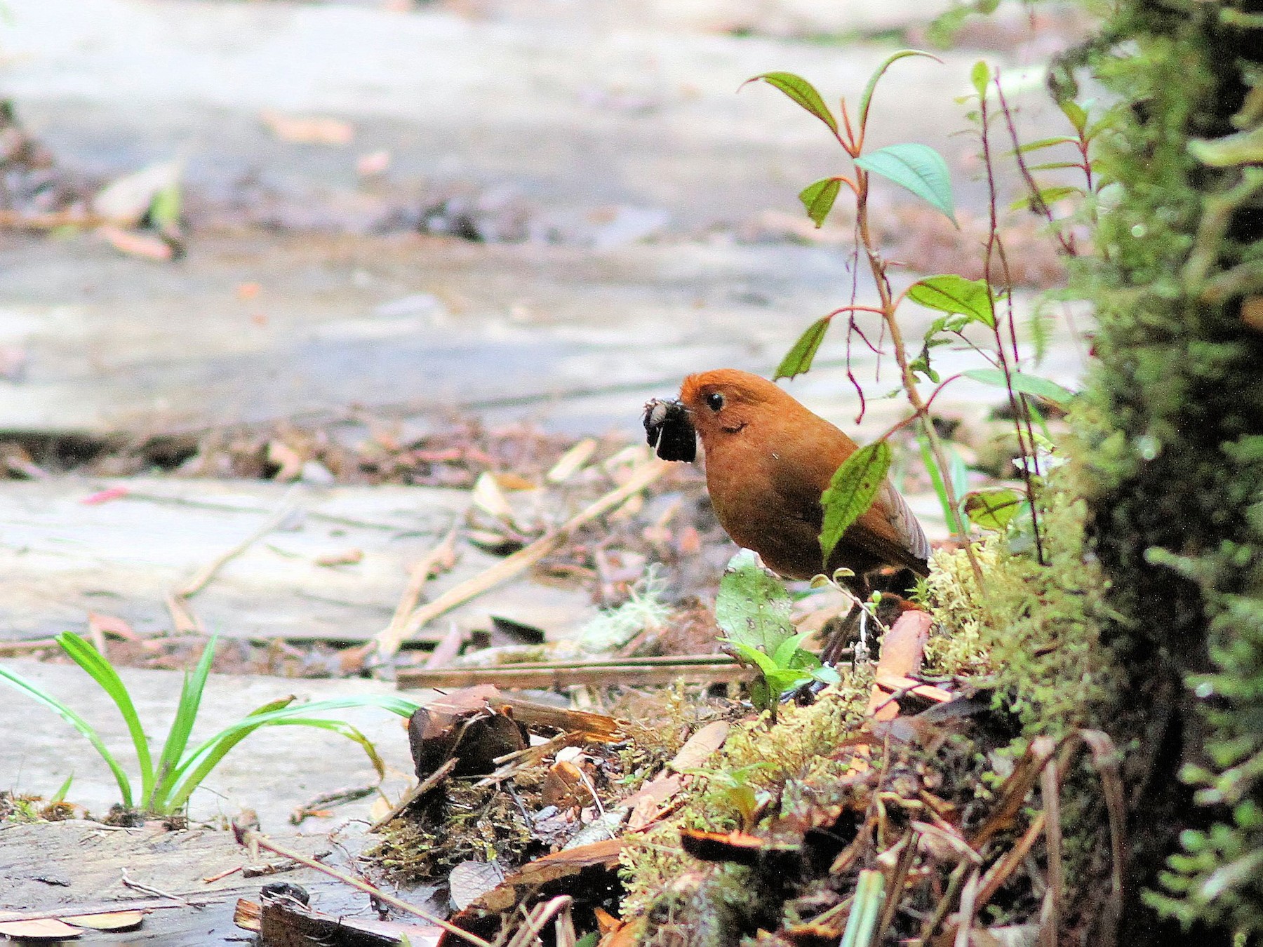 Chami Antpitta - eBird