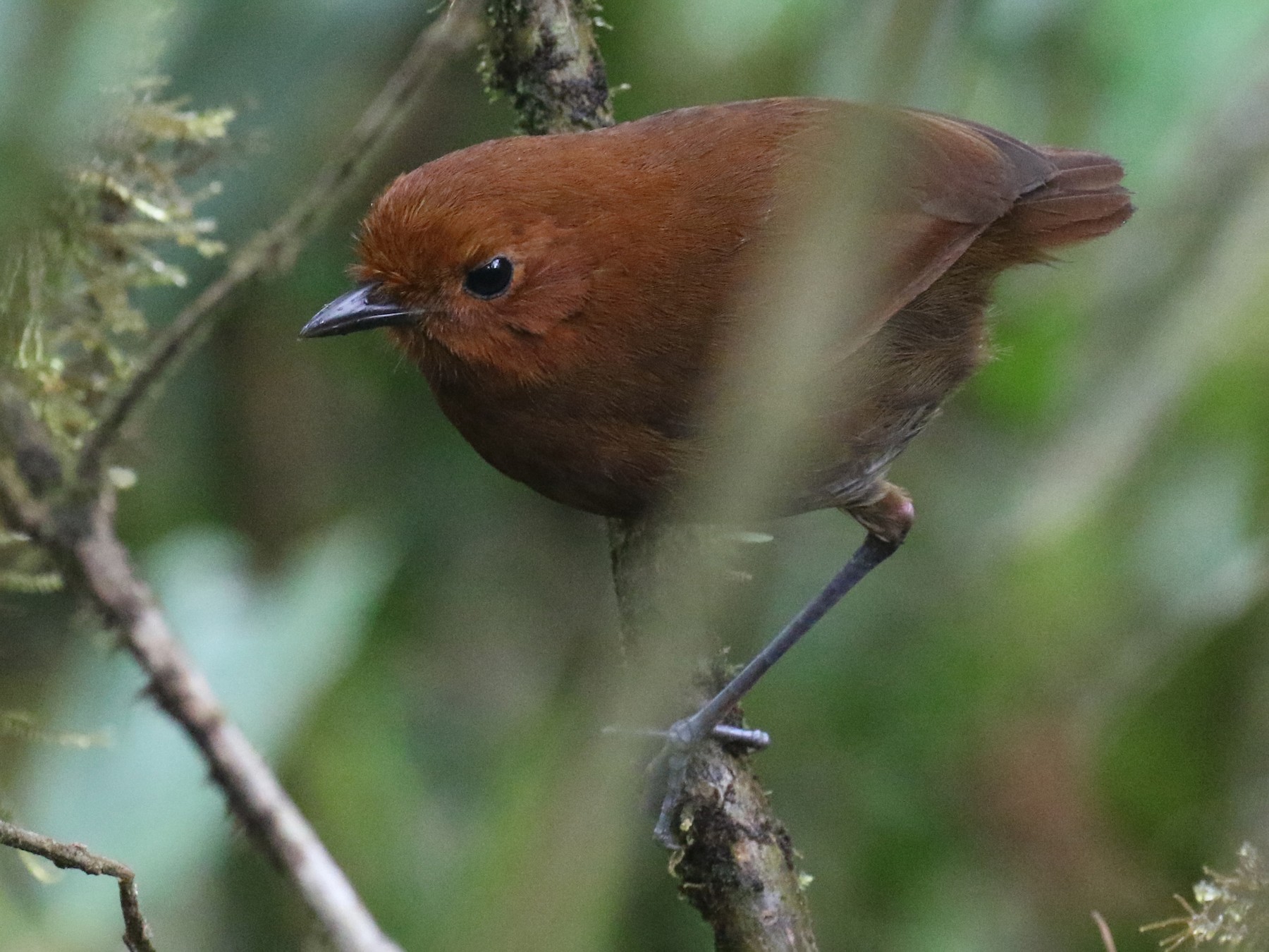 Chami Antpitta - eBird