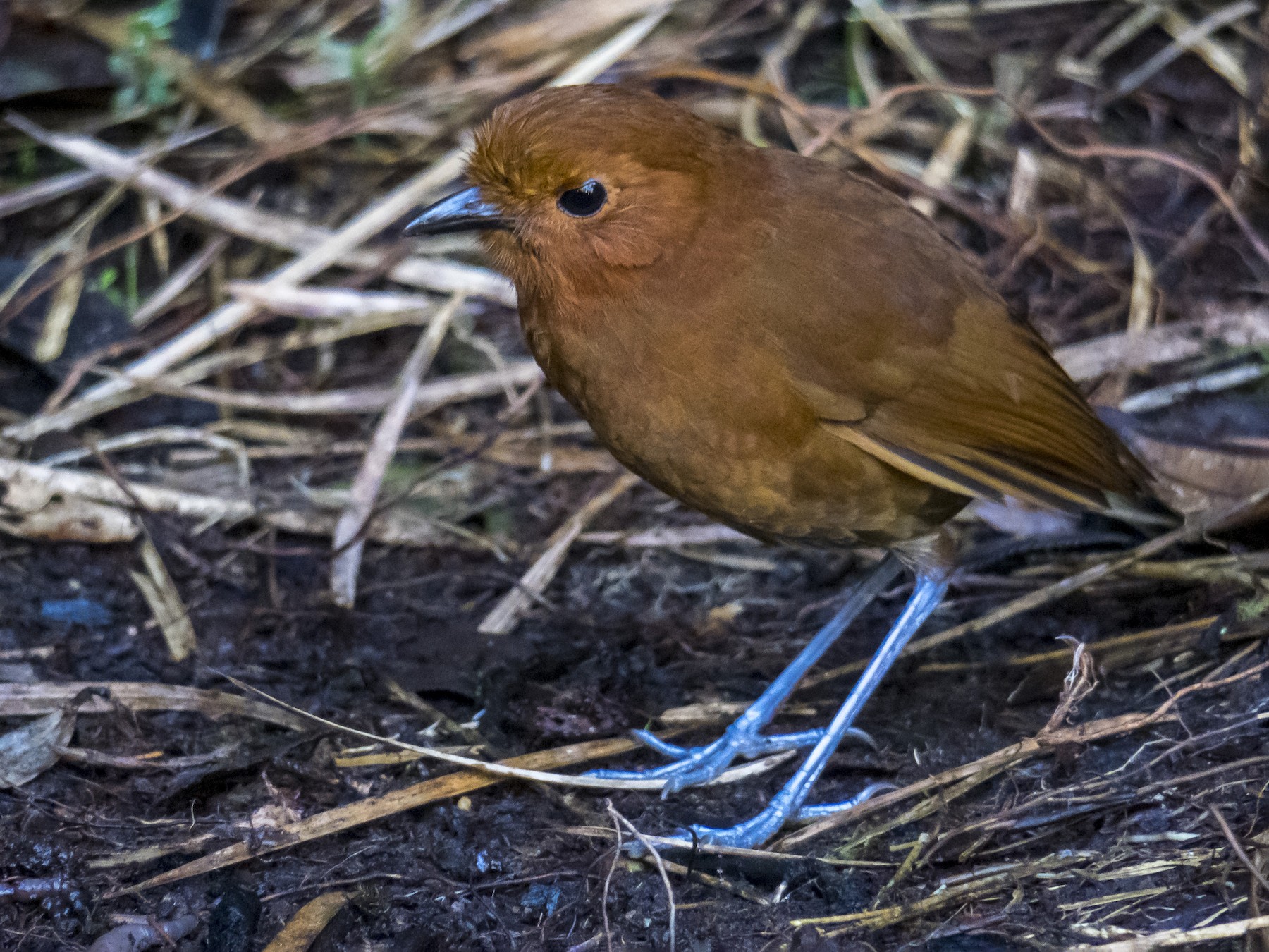 Chami Antpitta - eBird