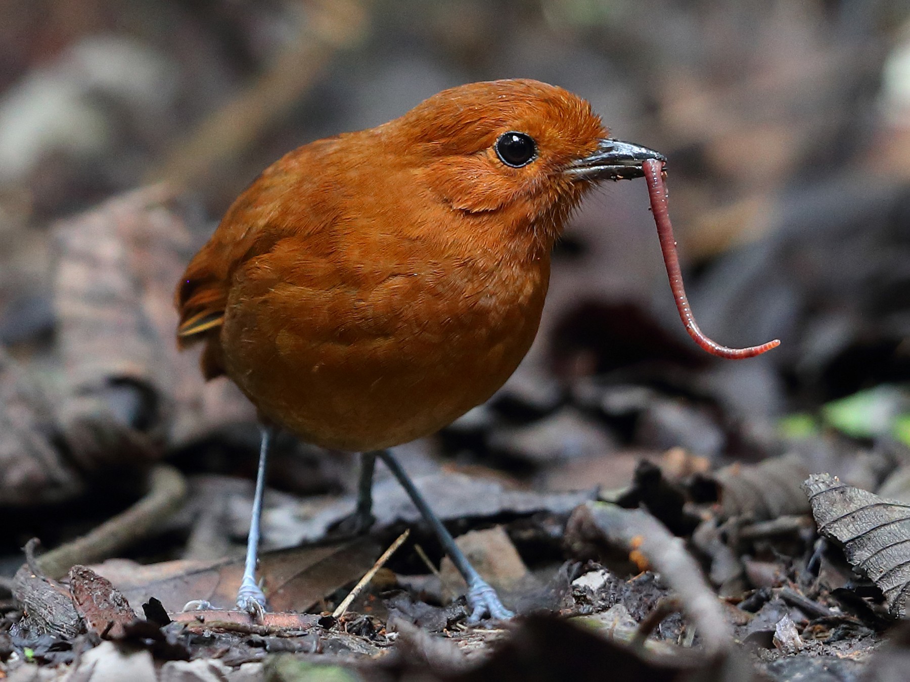 Chestnut Antpitta - eBird