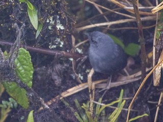 Loja Tapaculo - eBird