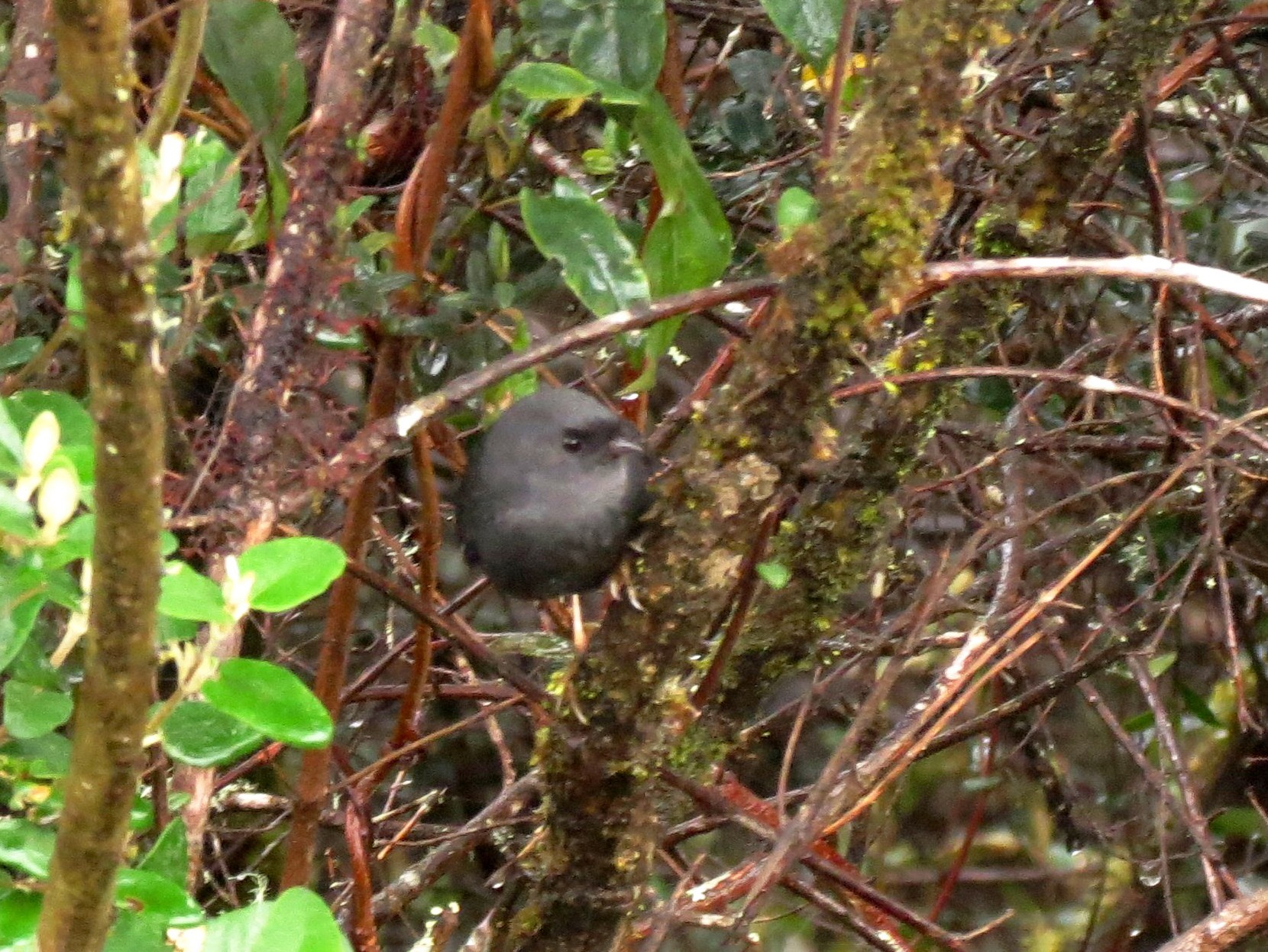 Loja Tapaculo - eBird