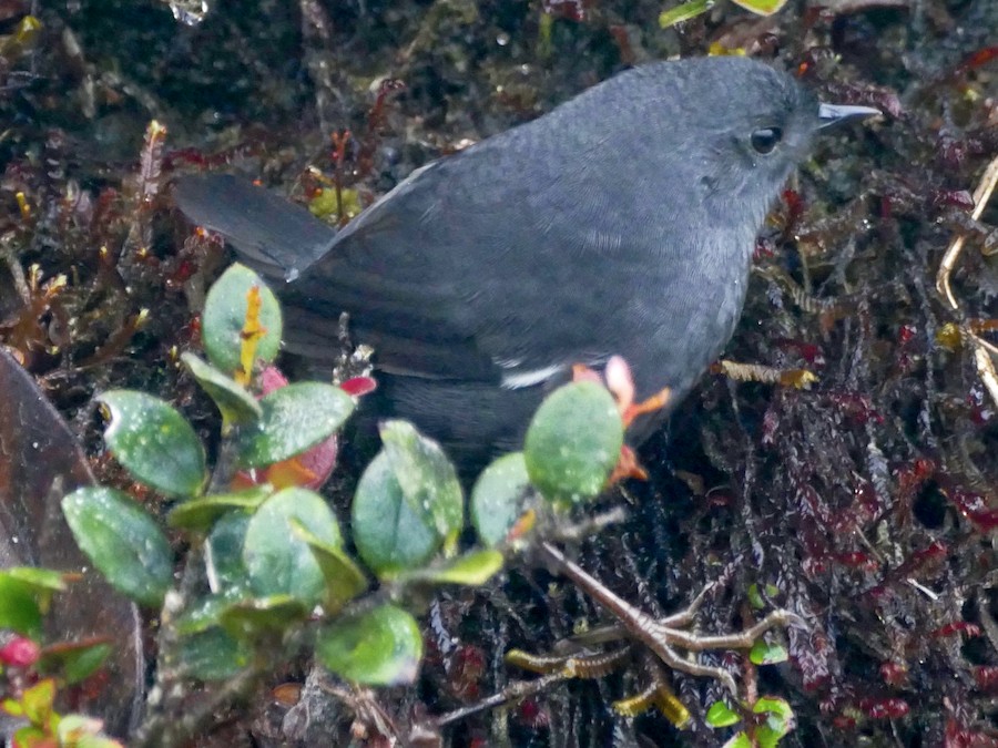 Loja Tapaculo - eBird