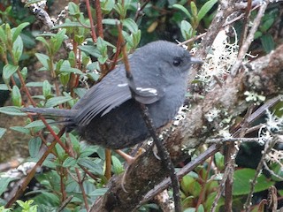 Loja Tapaculo - eBird