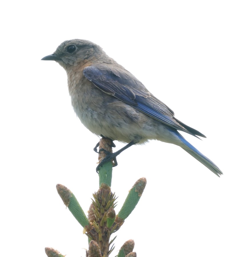 bluebird sp. - eBird