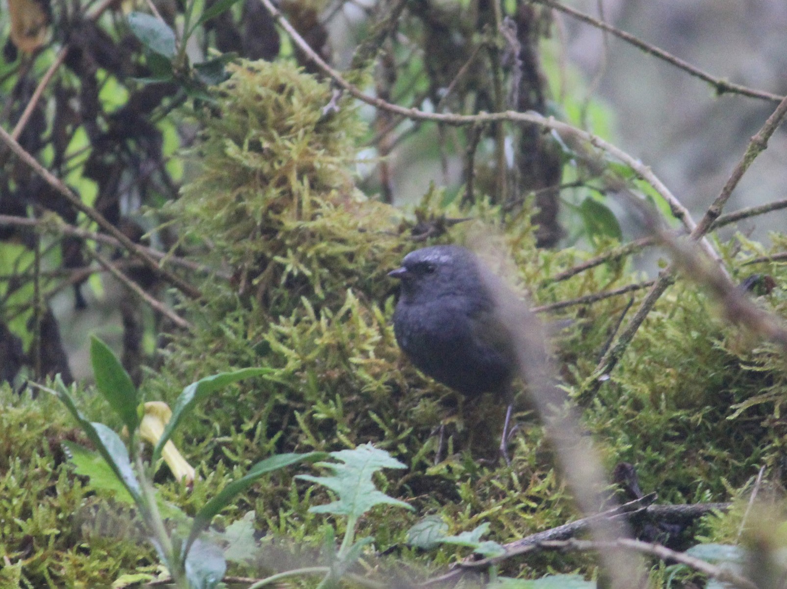 Ampay Tapaculo - eBird