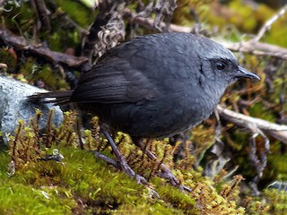 Ampay Tapaculo - eBird