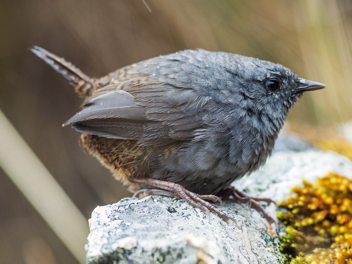 Jalca Tapaculo - Scytalopus frankeae - Birds of the World