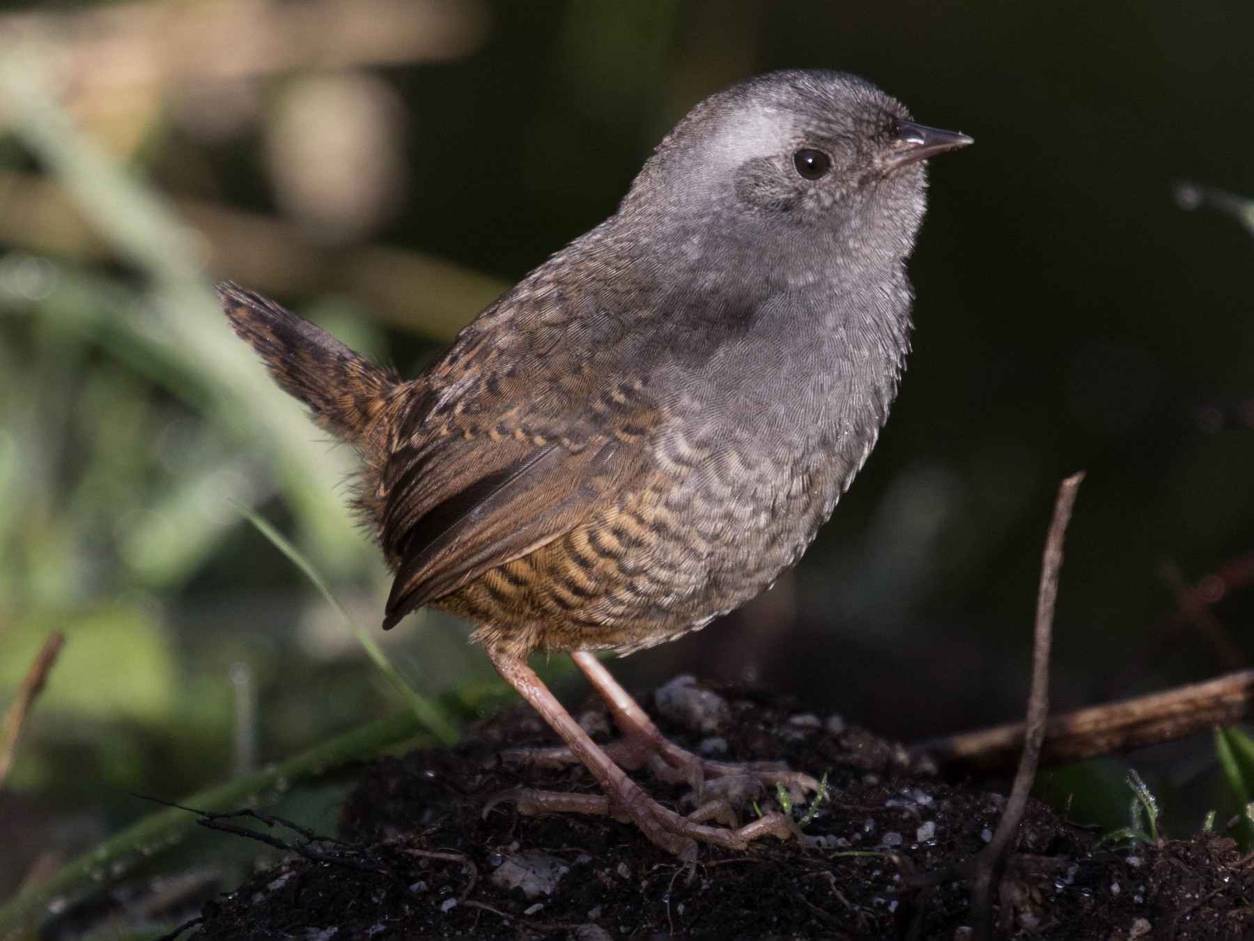 Jalca Tapaculo - eBird
