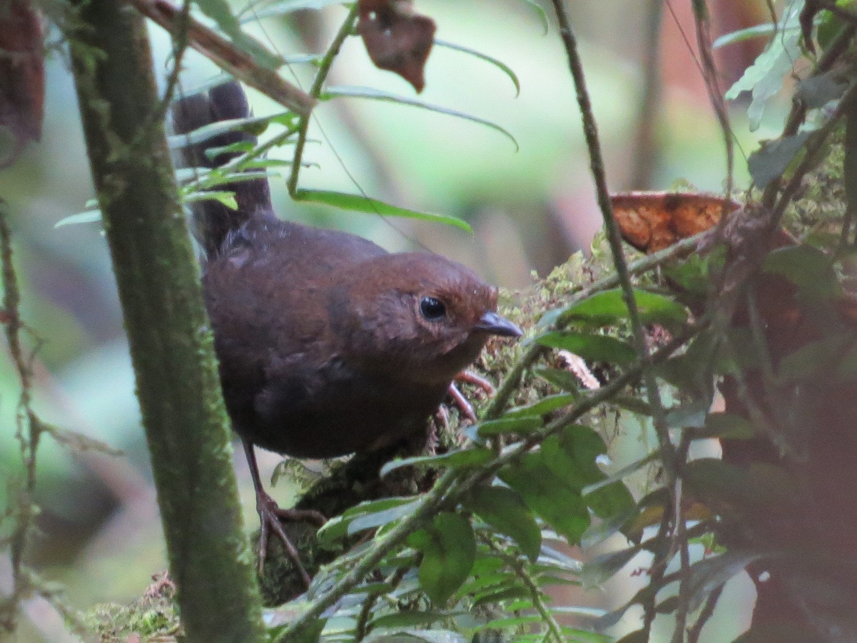 Blackish Tapaculo - eBird