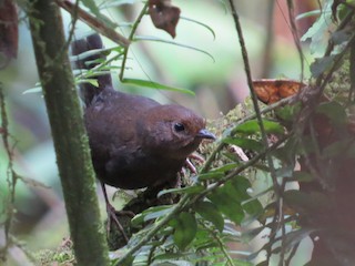 Blackish Tapaculo - eBird