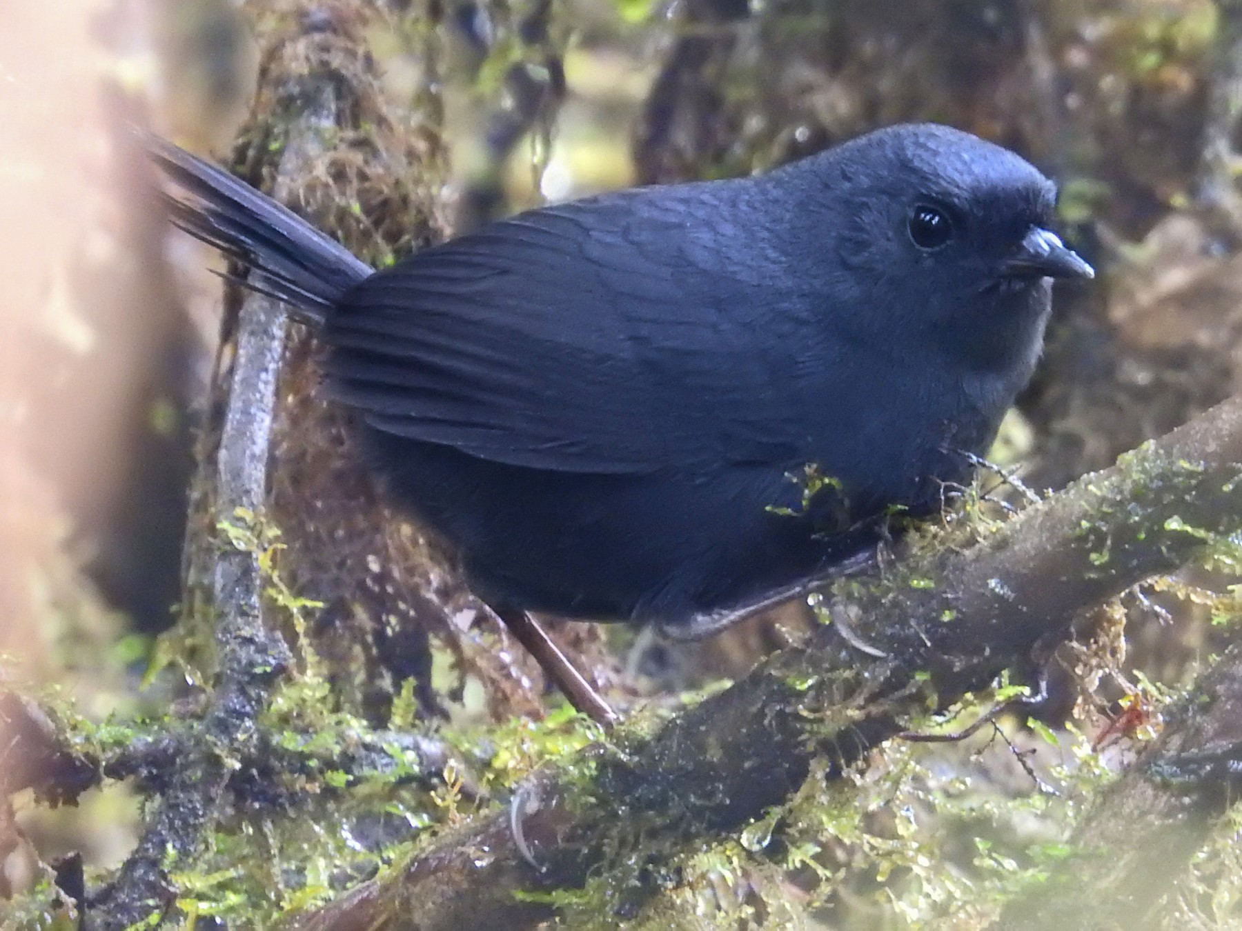 Blackish Tapaculo - eBird