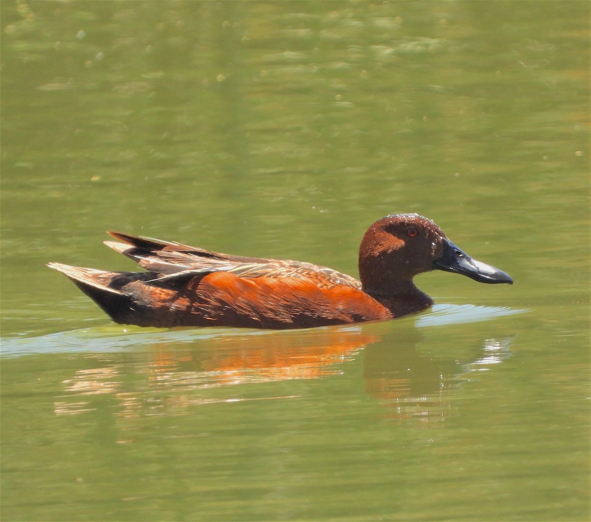 eBird Checklist - 20 May 2021 - Oso Flaco Lake (not for beach/ocean ...