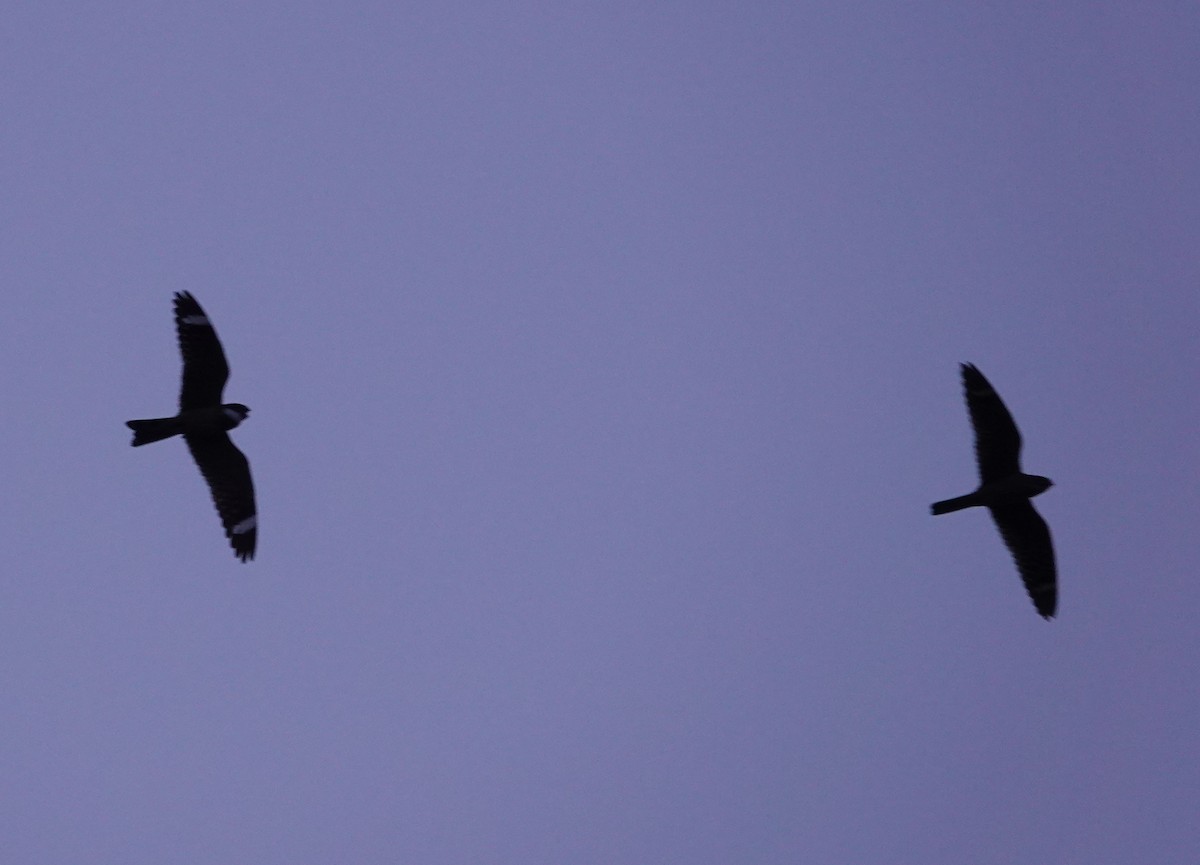 eBird Checklist - 26 May 2021 - Village Shopping Center, Austin (Lesser ...