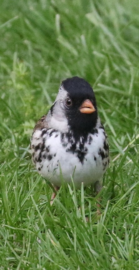 eBird Checklist - 14 May 2021 - 1244 Camille Drive Southeast, Grand ...