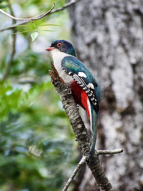 Cuban Trogon Bird