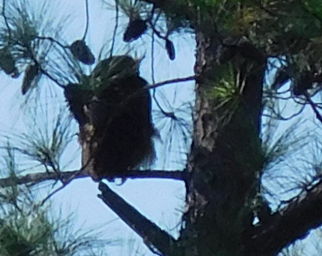 eBird Checklist - 5 Sep 2016 - Schenck Forest - 50 species