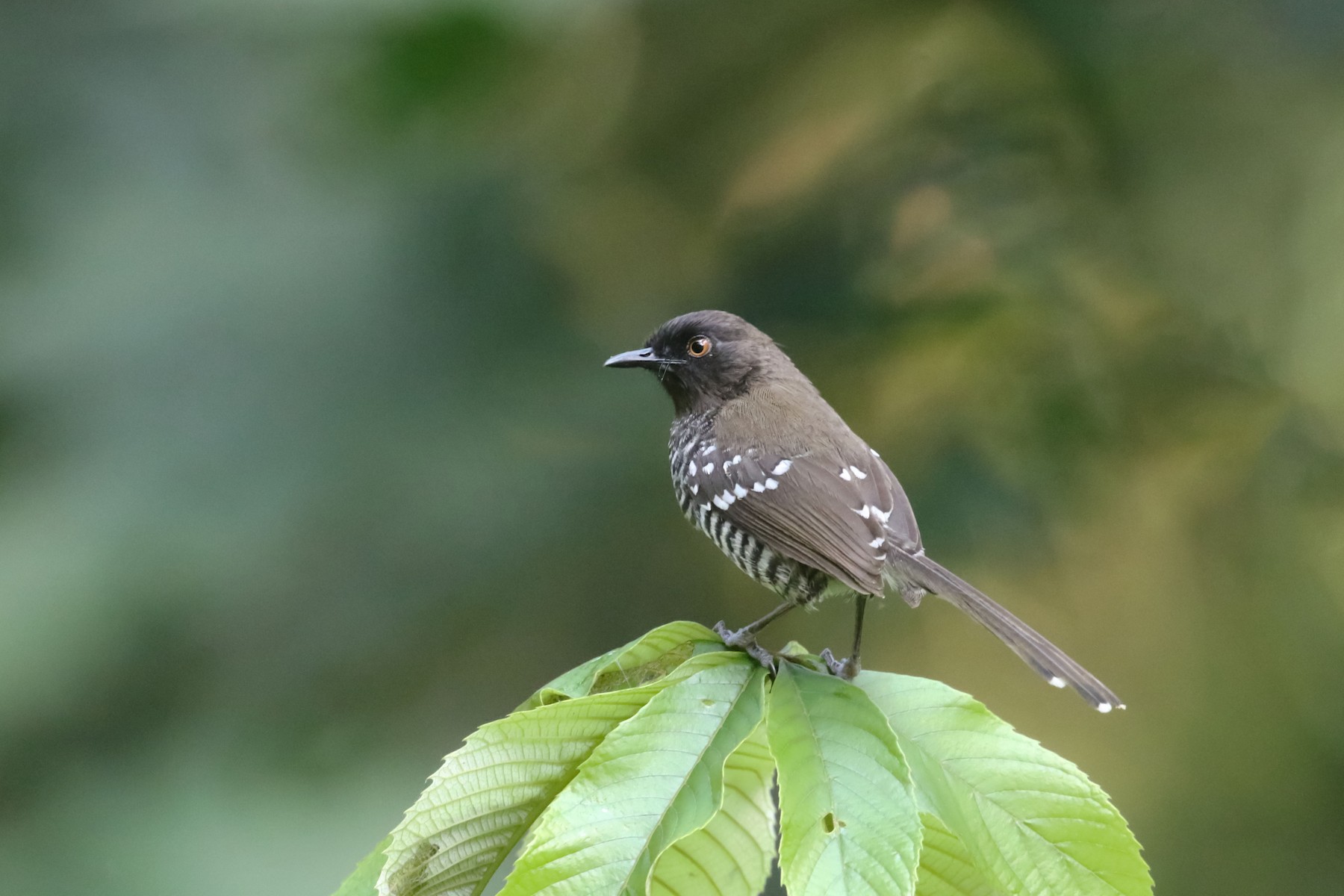 Banded Prinia (Black-faced) - eBird