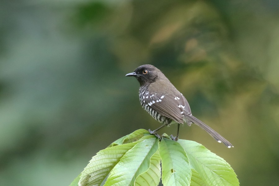 Banded Prinia (Black-faced) - eBird