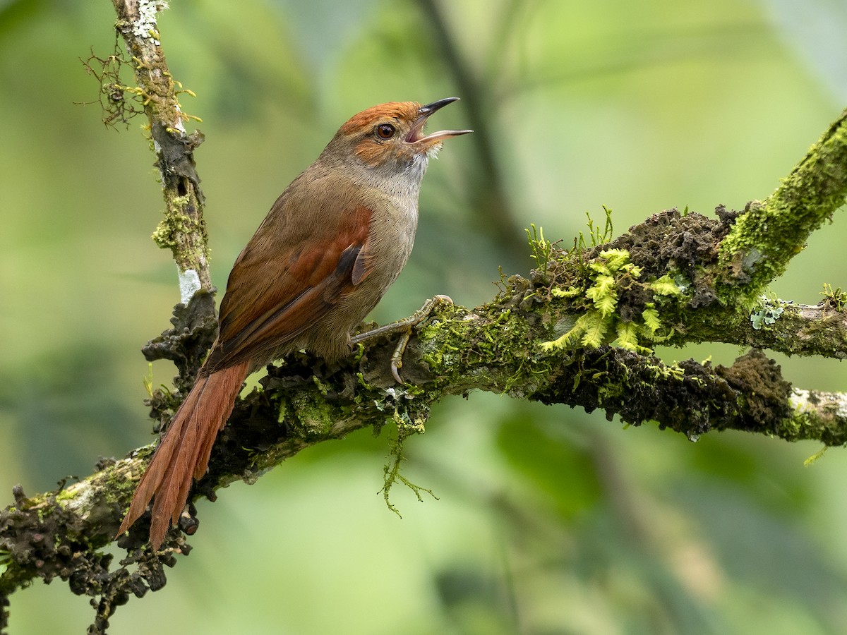 Red-faced Spinetail - Cranioleuca erythrops - Birds of the World