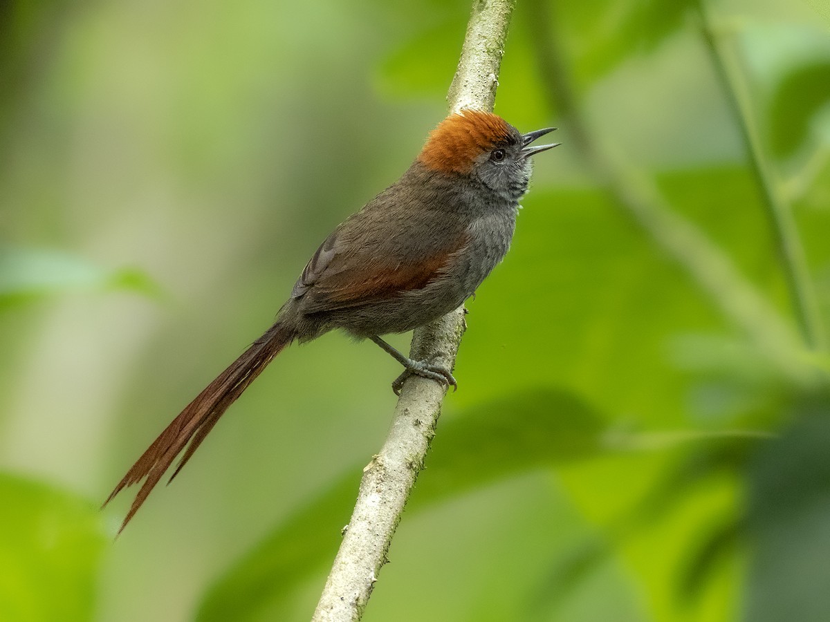 Azara's Spinetail - Synallaxis azarae - Birds of the World