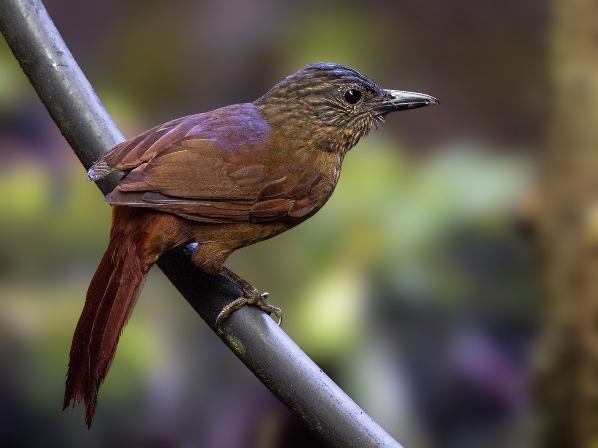 Streak-capped Treehunter - Thripadectes virgaticeps - Birds of the World