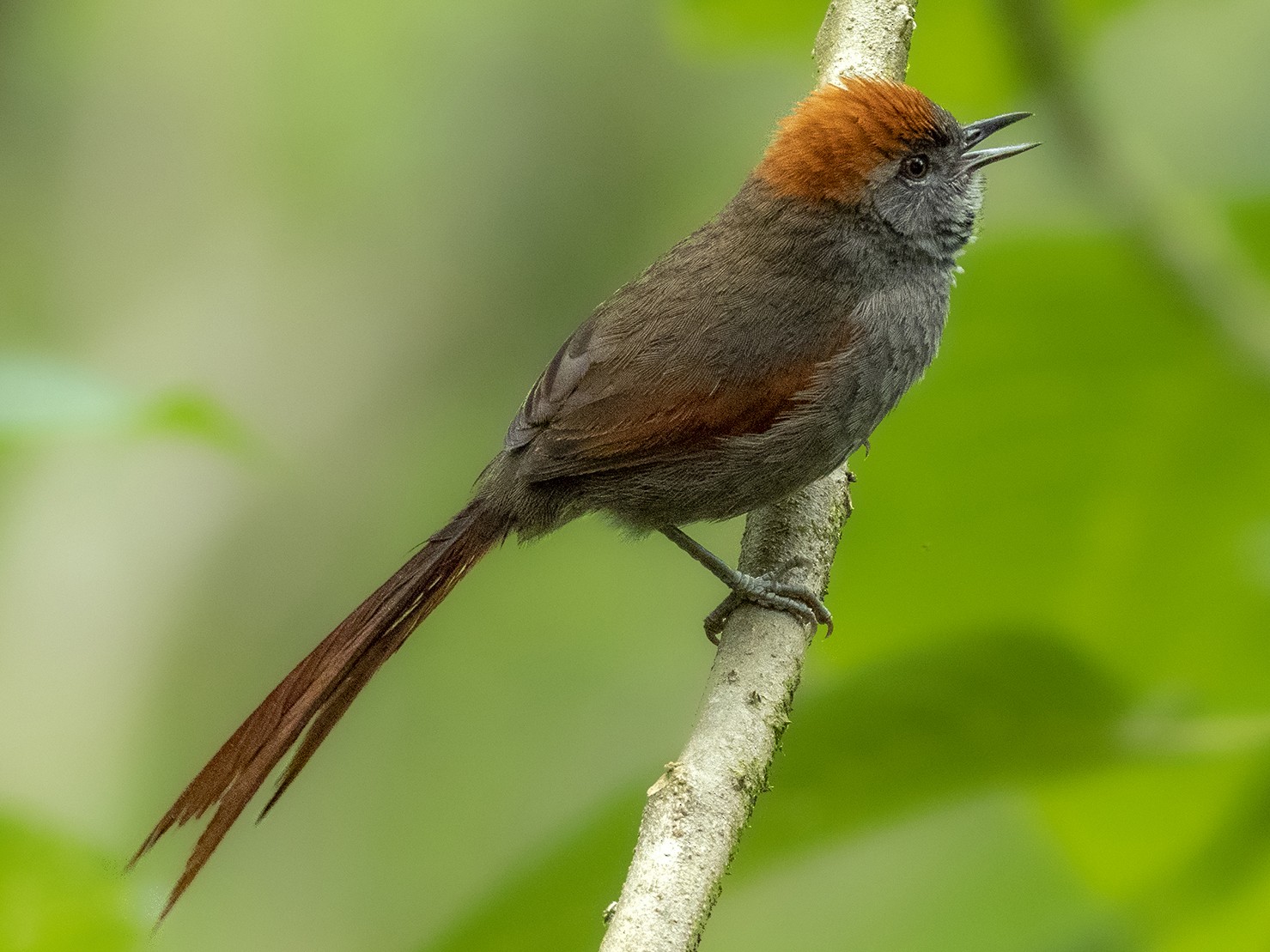 Azara's Spinetail - eBird