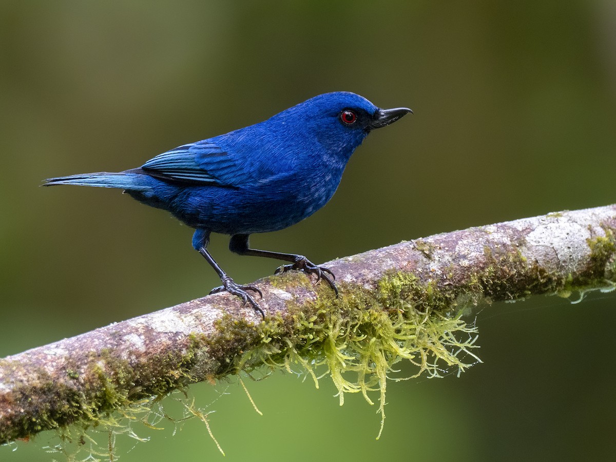 Indigo Flowerpiercer - Diglossa indigotica - Birds of the World