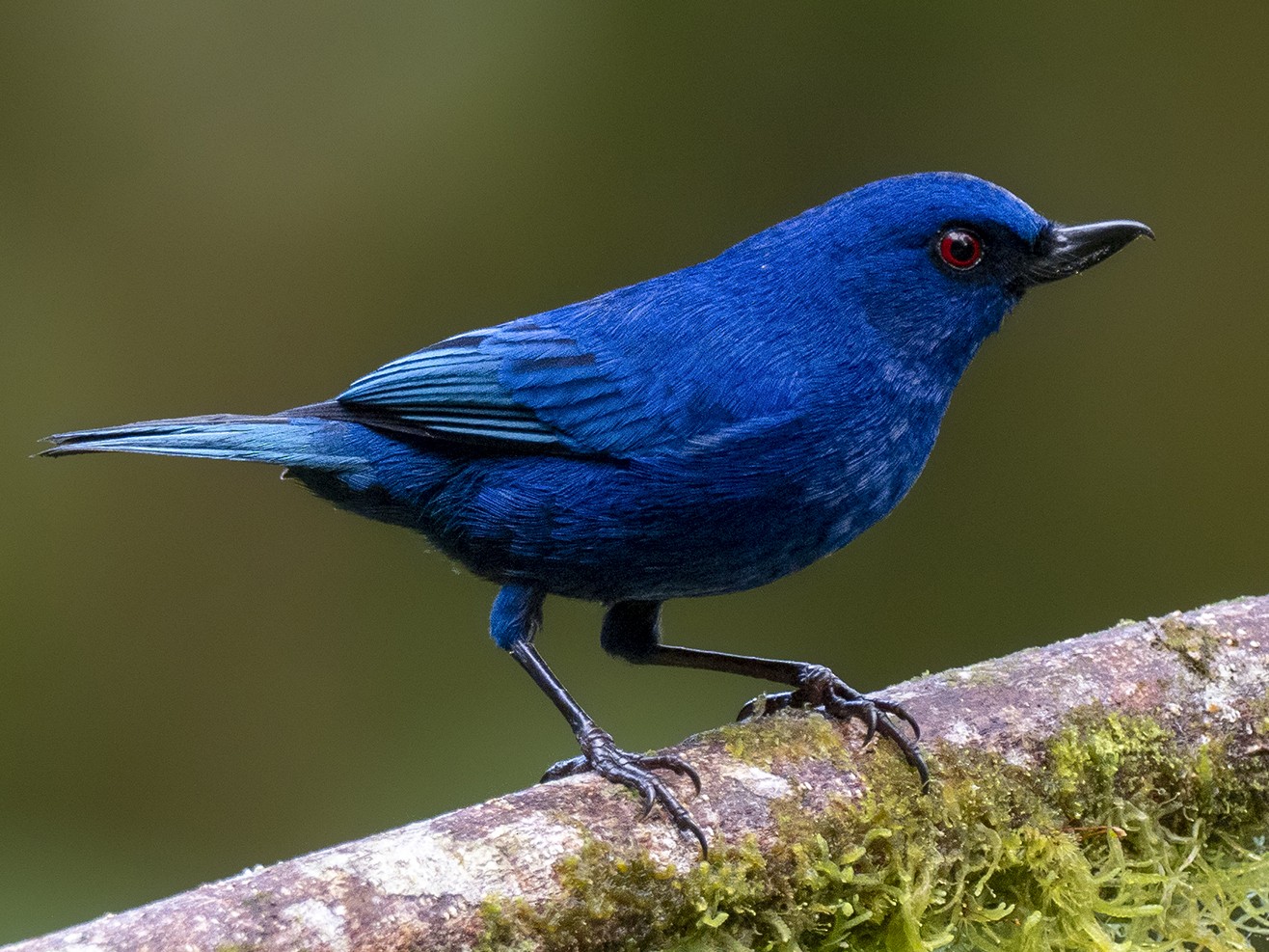 Indigo Flowerpiercer - eBird