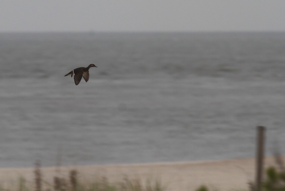 eBird Checklist - 28 May 2021 - Cape Island--CMP--Coral Ave. dune ...