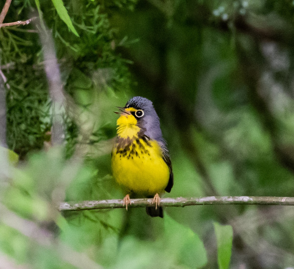 eBird Checklist - 11 May 2021 - Kyker Bottoms Refuge - 47 species