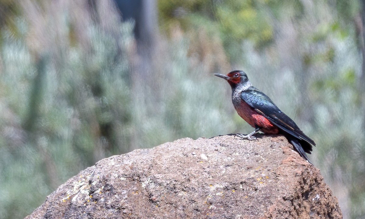 eBird Checklist - 27 May 2021 - Loyalton Rotary Park (SIE Co.) - 7 species