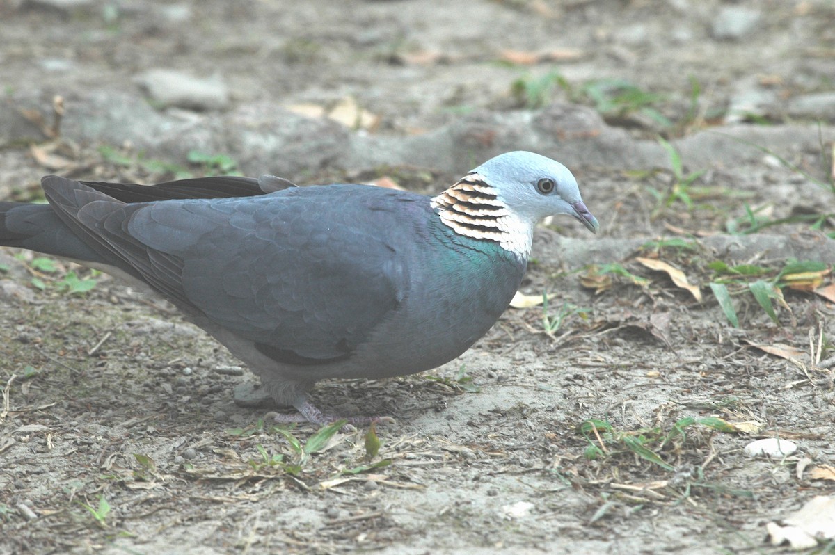 eBird Taiwan Checklist - 15 Feb 2015 - 太魯閣NP--布洛灣(Taroko NP--Buluowan ...