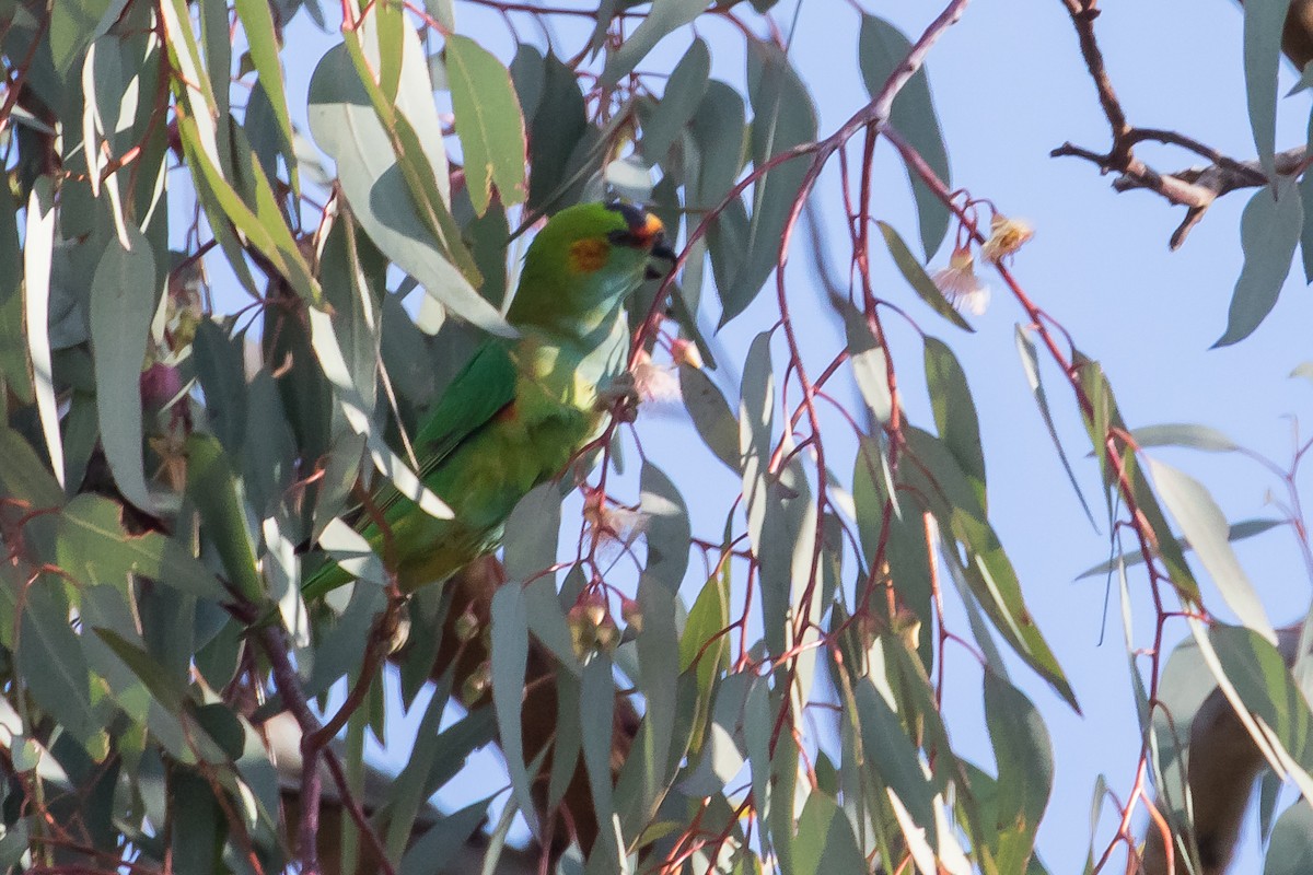 eBird Checklist - 27 May 2021 - The University of Melbourne--Dookie ...