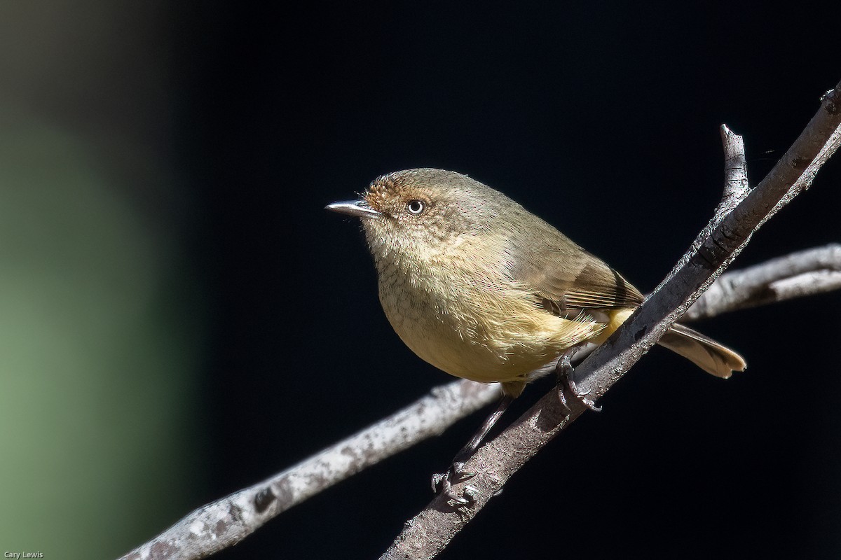 Buff-rumped Thornbill - Acanthiza reguloides - Media Search - Macaulay ...